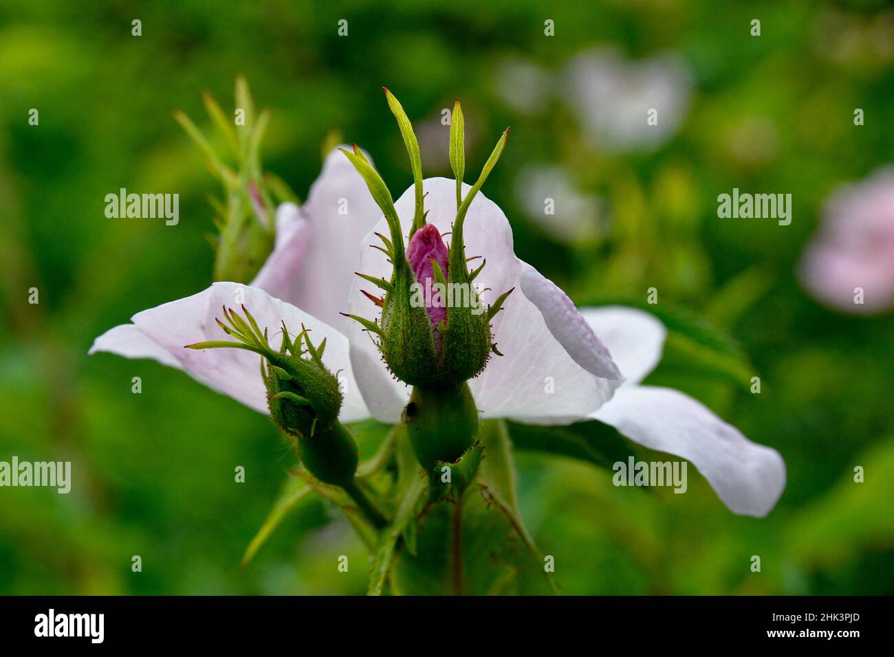 Blühende Hunderose (Rosa canina), Frankreich Stockfotografie - Alamy
