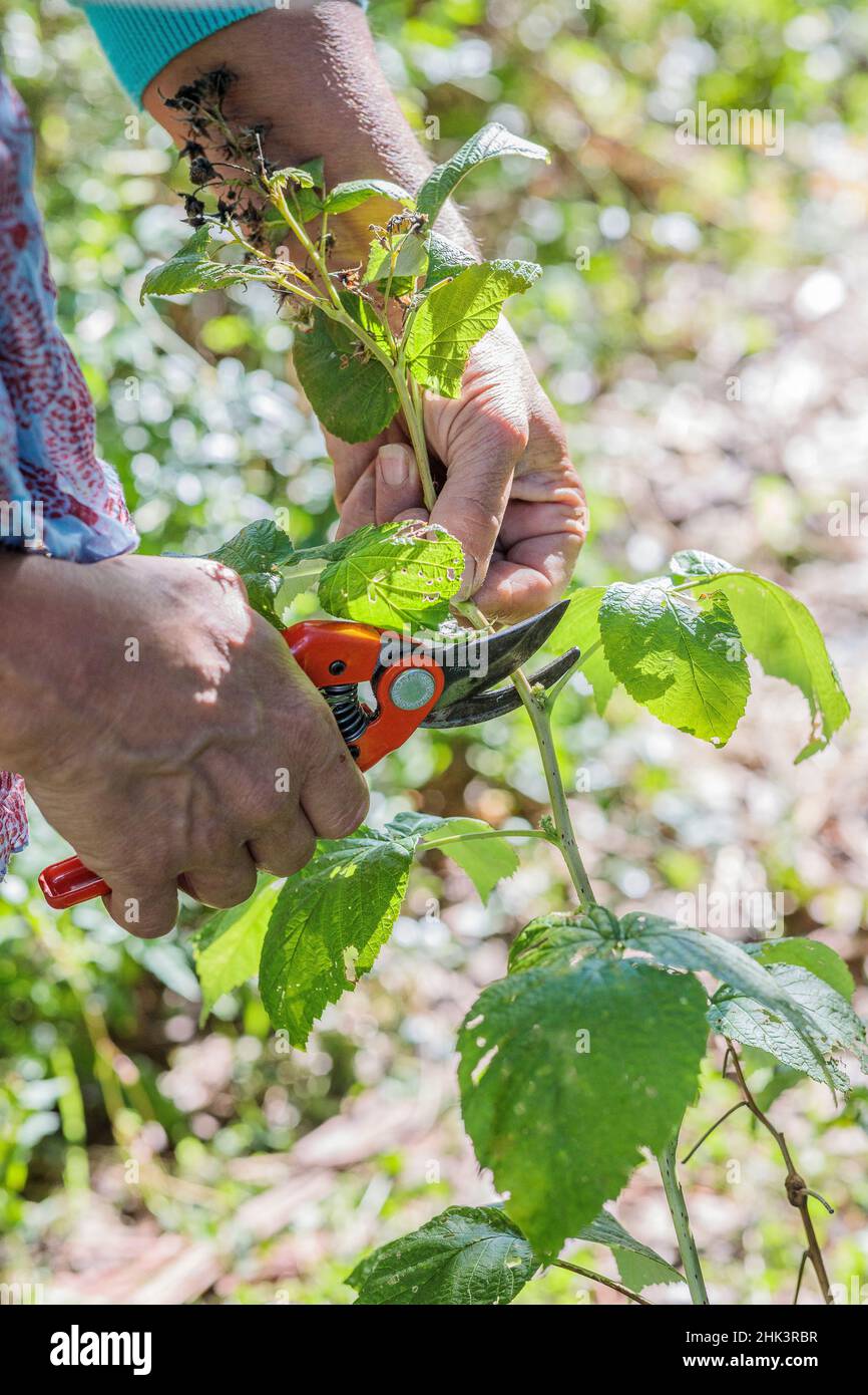 Amerikanische rote himbeeren rubus idaeus -Fotos und -Bildmaterial in ...