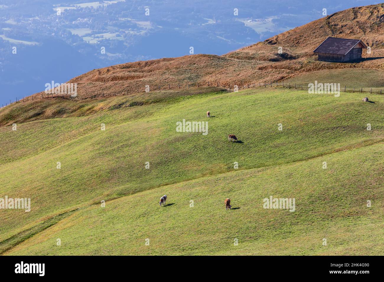 Kühe weiden auf einer Hochlandwiese auf der Seiser Alm. Südtirol ...