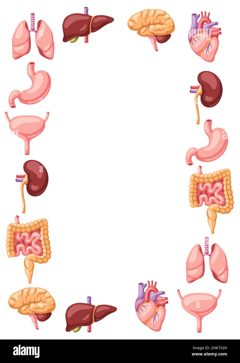 Rahmen mit inneren Organen. Anatomie des menschlichen Körpers ...