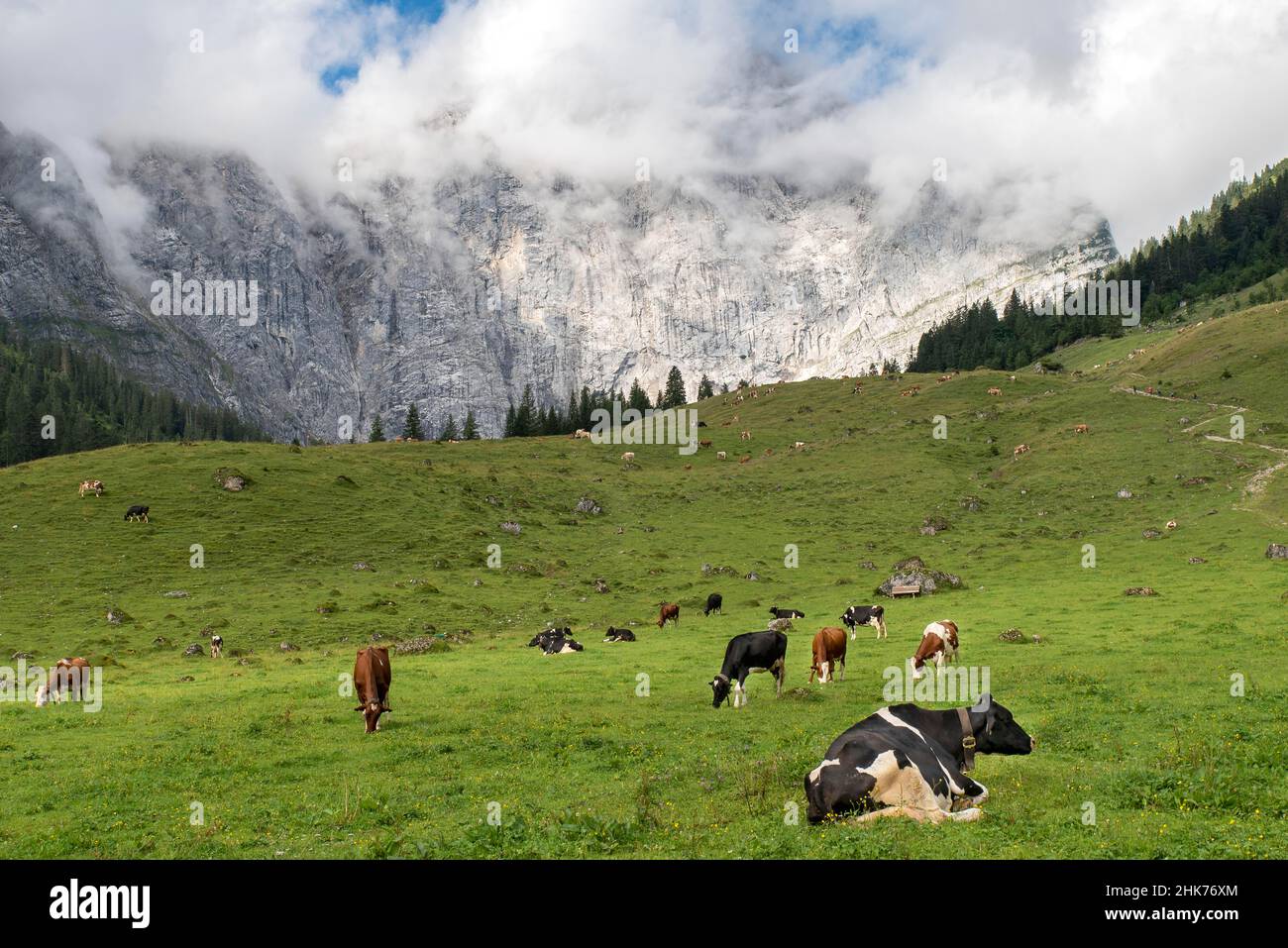 Kühe auf der Alm, Holsteinrinder und Tiroler Simmentaler Rinder, eng ... Kühe auf der Alm, Holsteinrinder und Tiroler Simmentaler Rinder, eng ...