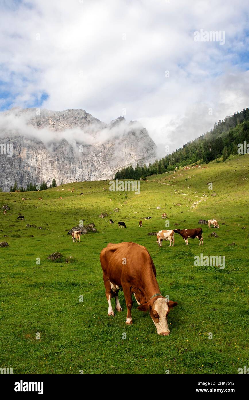 Kühe auf der Alm, Tiroler Fleckvieh- und Holsteinrinder, eng-Alm ... Kühe auf der Alm, Tiroler Fleckvieh- und Holsteinrinder, eng-Alm ...