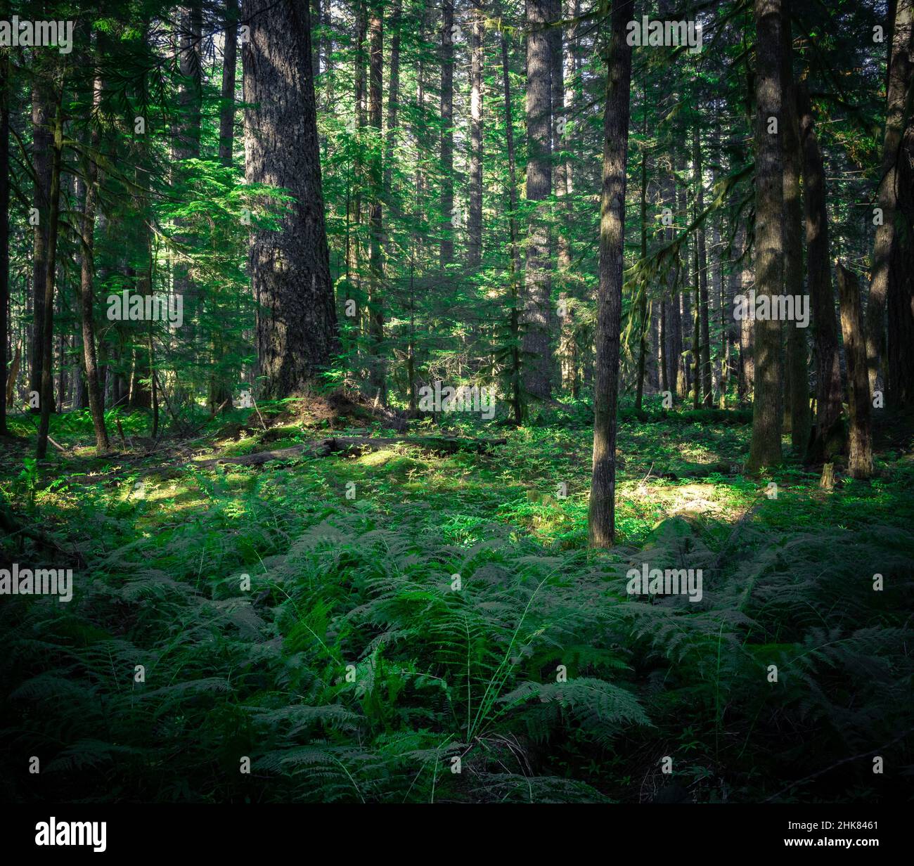 Forest background -Fotos und -Bildmaterial in hoher Auflösung – Alamy