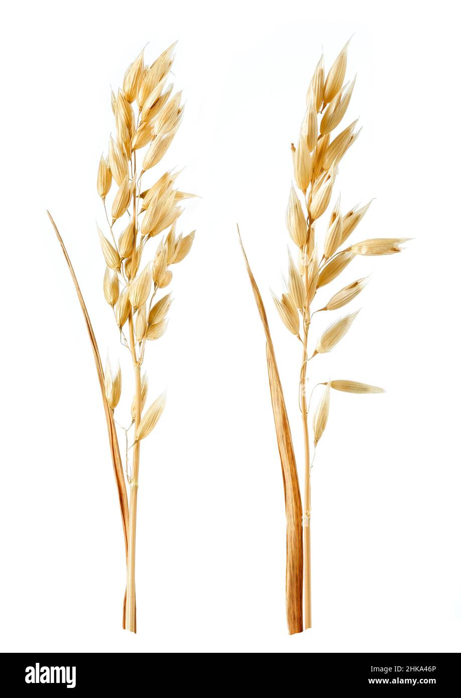 Wachsender hafer -Fotos und -Bildmaterial in hoher Auflösung – Alamy