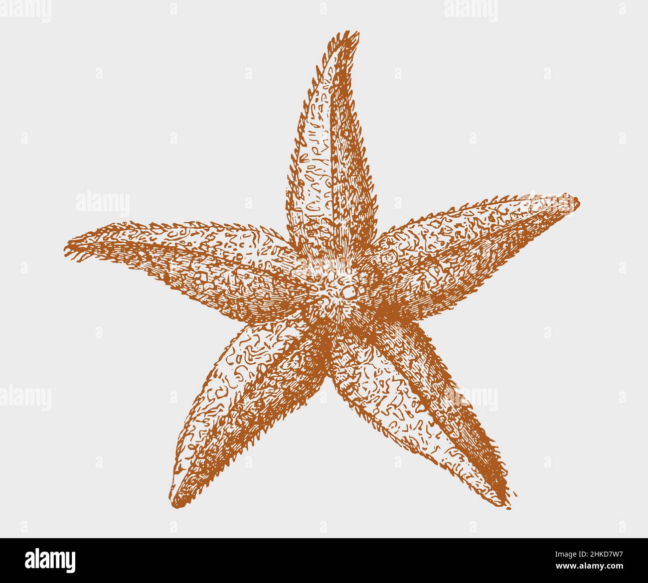 Gemeinsame seestern oder gemeinsame meer stern asterias rubens Stock ...