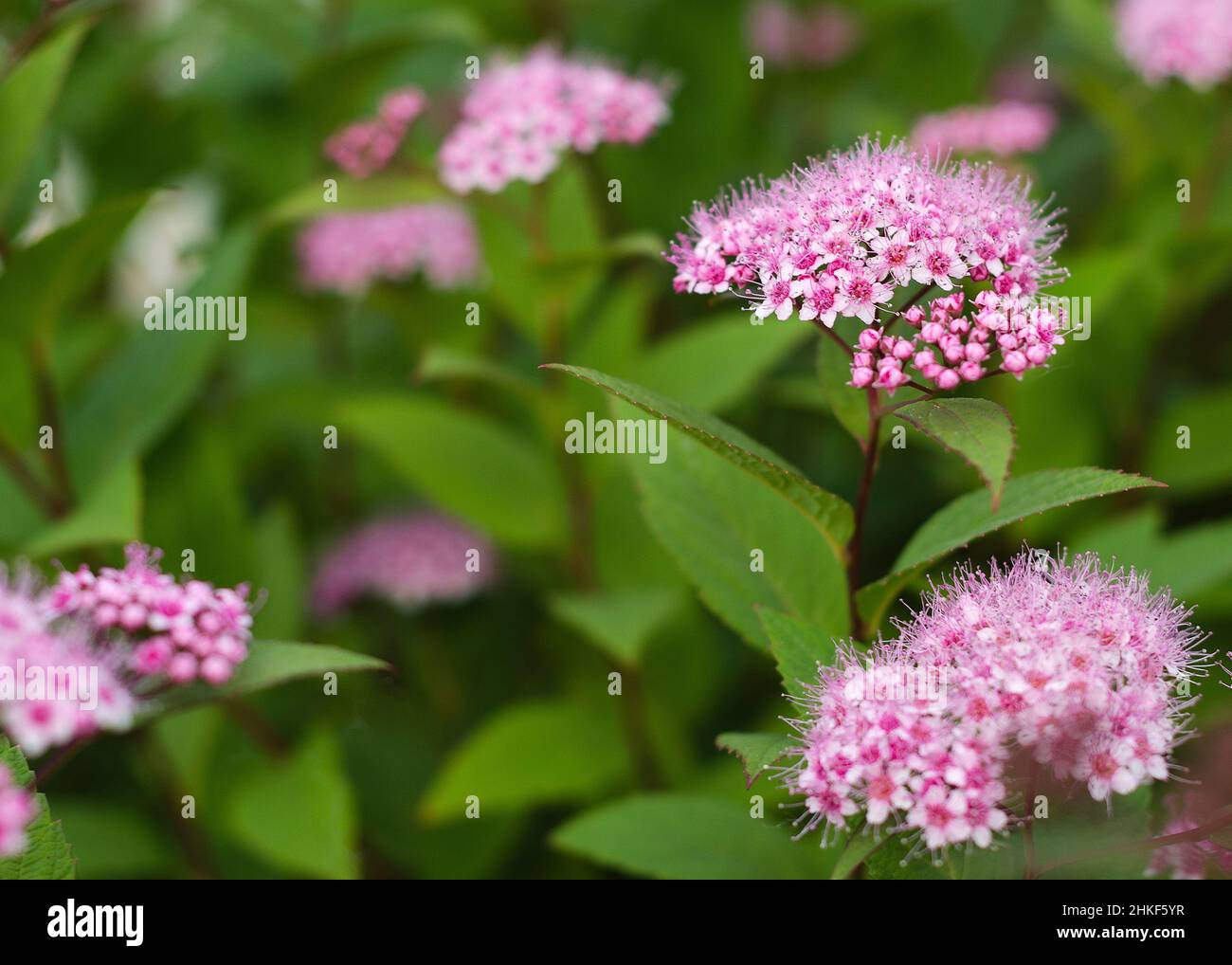 Pflanze Mit Kleinen Rosa Bluten