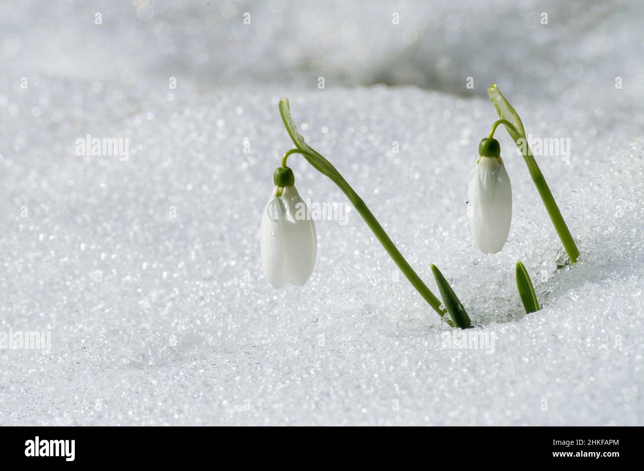 Der Schnee zeigt zwei Schneeglöckchen. Schneeglöckchen im Schnee. Der ...