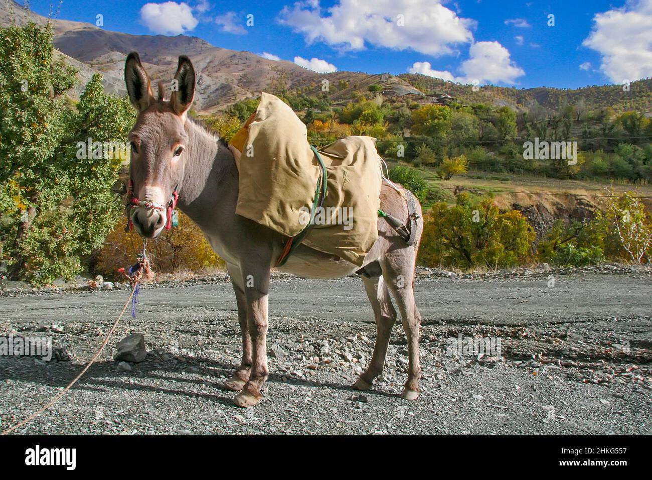 Mule transport -Fotos und -Bildmaterial in hoher Auflösung – Alamy