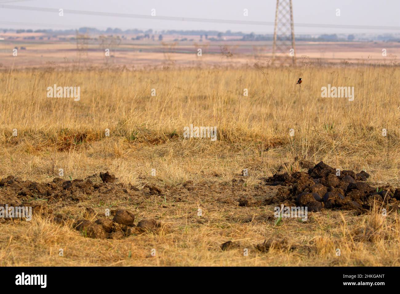 Dung midden -Fotos und -Bildmaterial in hoher Auflösung – Alamy