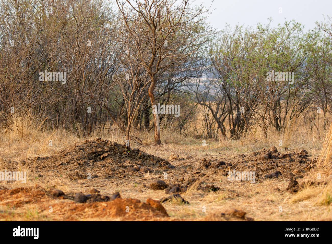 Dung midden -Fotos und -Bildmaterial in hoher Auflösung – Alamy