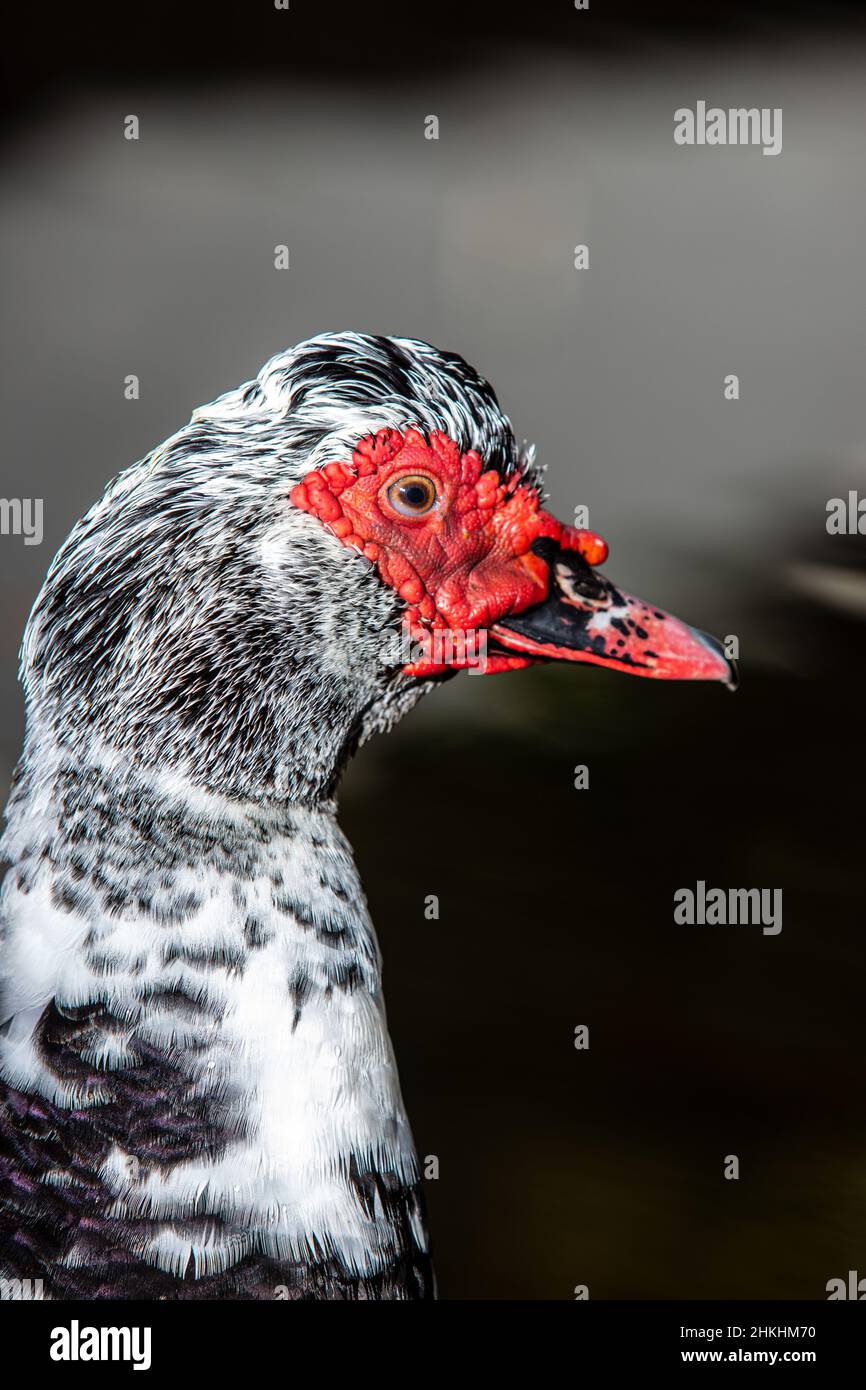 Warzen ente -Fotos und -Bildmaterial in hoher Auflösung – Alamy