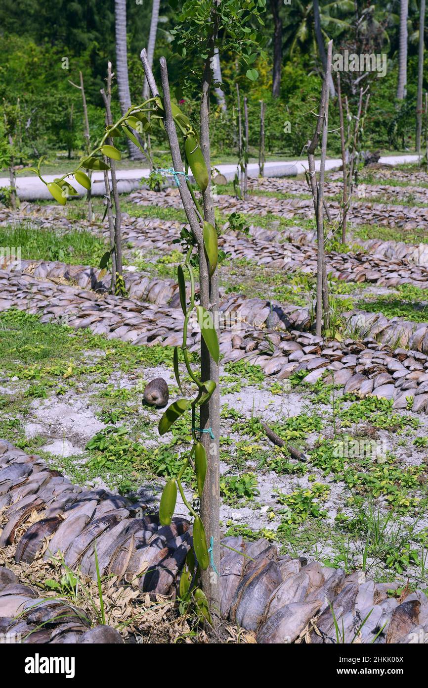 Vanille (Vanilla planifolia), Anbau von Vanille in einer Plantage ...