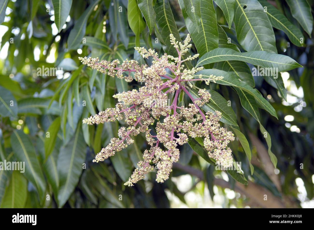 Mango blumen mangifera indica -Fotos und -Bildmaterial in hoher ...