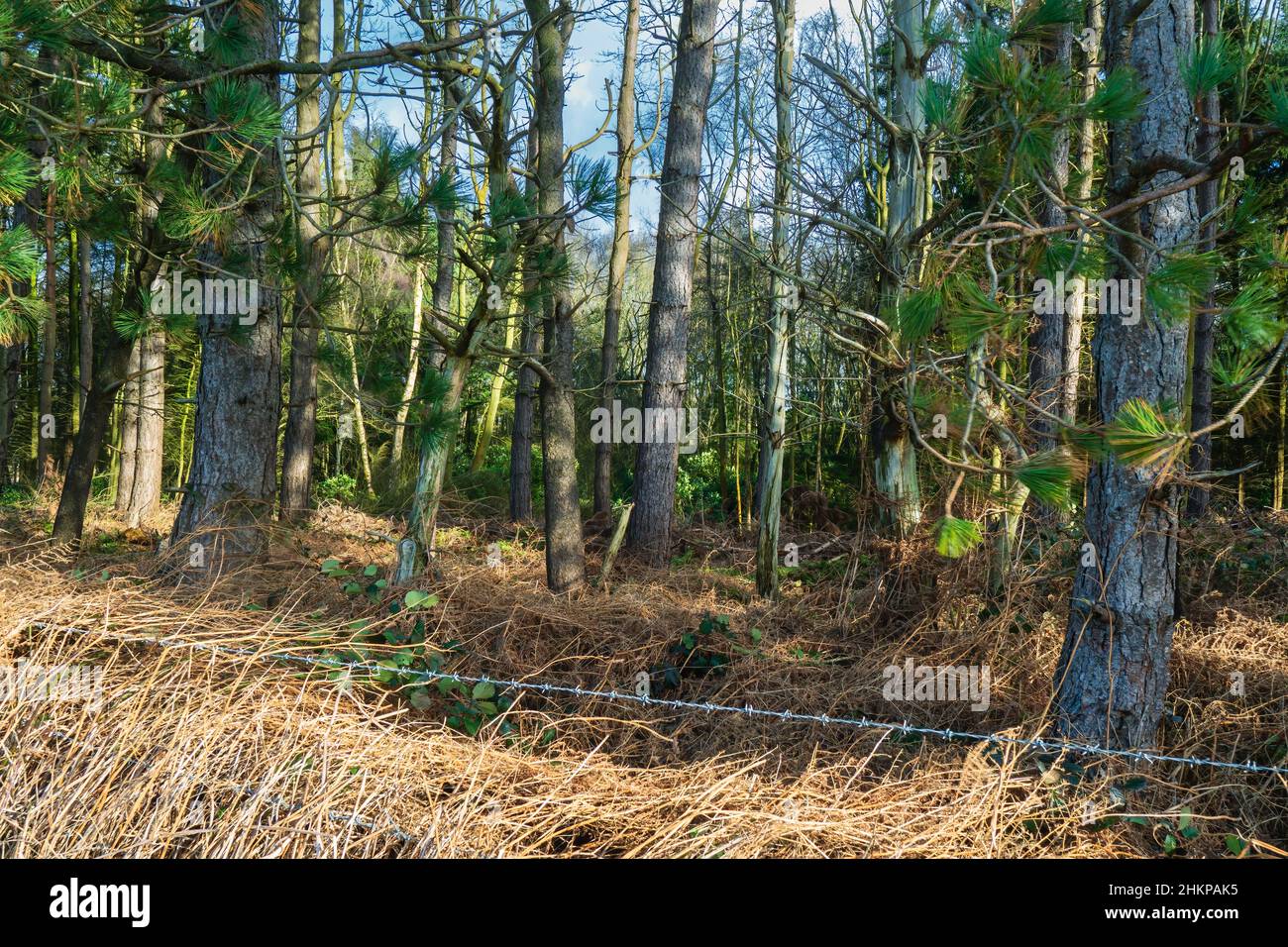 04.02.22 Rainford, Merseyside, Großbritannien. Siddings Lane ist ein ...