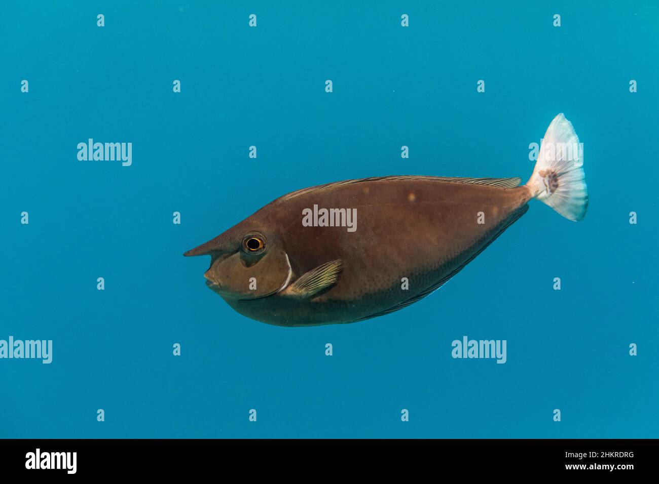 Gefleckter einhornfisch naso brevirostris -Fotos und -Bildmaterial in ...