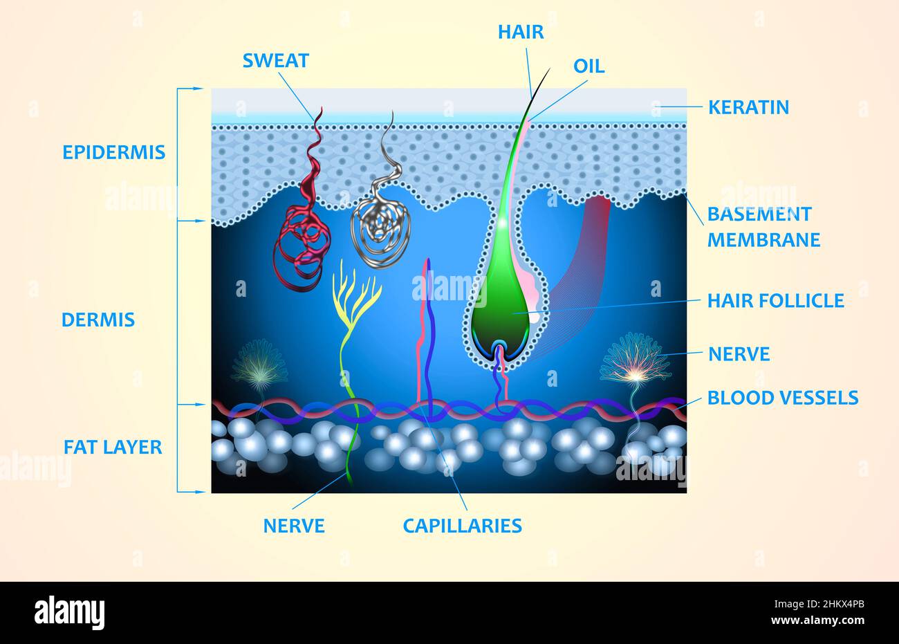 Anatomie der Haut und der Schichten und Elemente, aus denen sie besteht ...
