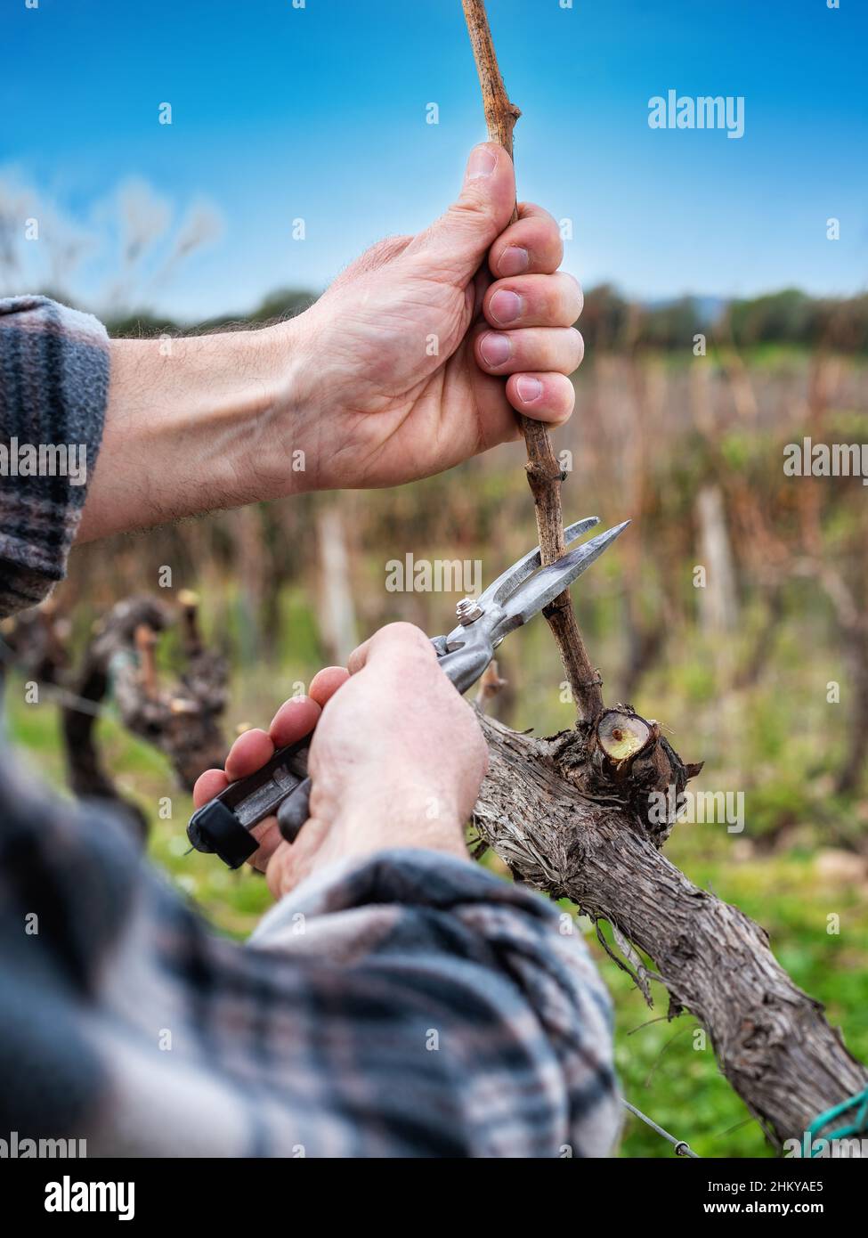 Nahaufnahme einer Winzerhand. Beschneiden Sie den Weinberg mit einer ...