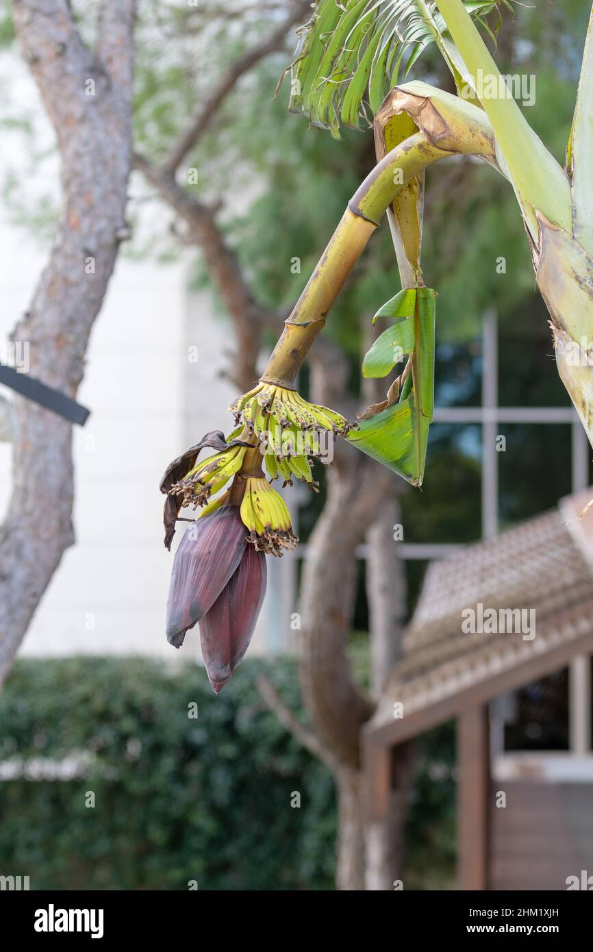 Große bananenblüte -Fotos und -Bildmaterial in hoher Auflösung – Alamy