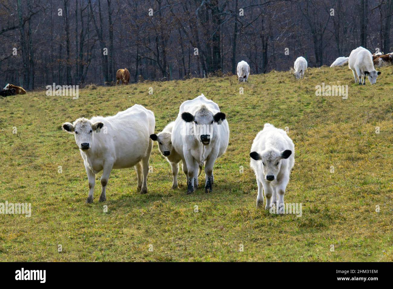Stier rindfleisch -Fotos und -Bildmaterial in hoher Auflösung – Alamy