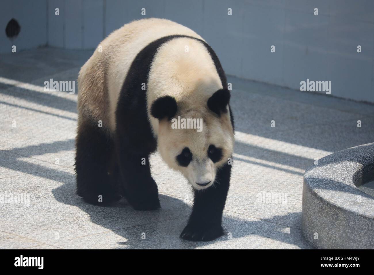 Qinling panda -Fotos und -Bildmaterial in hoher Auflösung – Alamy
