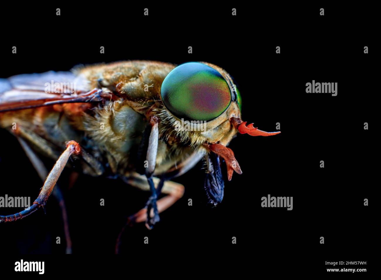 Bot fliegt -Fotos und -Bildmaterial in hoher Auflösung – Alamy