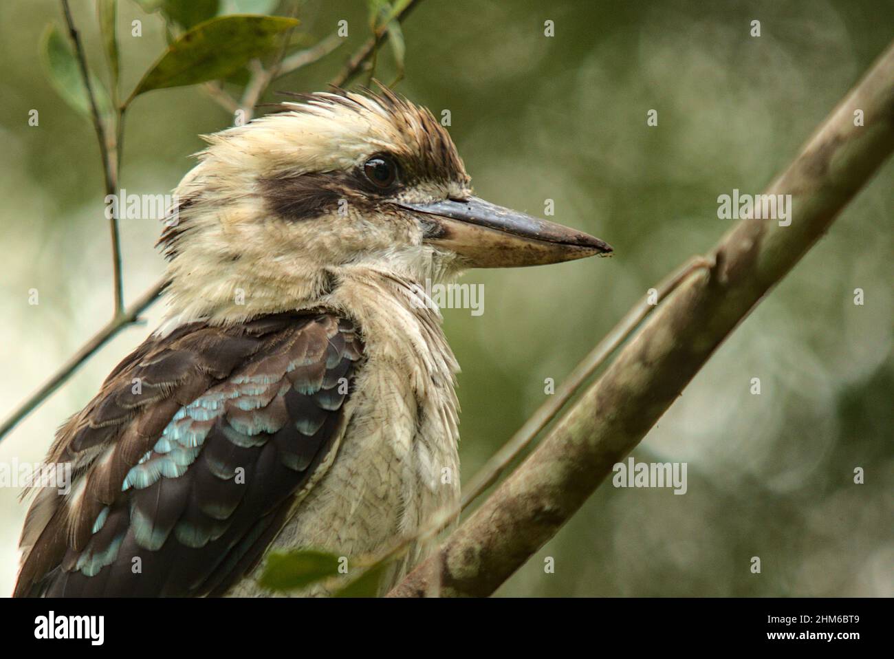 Vogel sitzt auf einem baum -Fotos und -Bildmaterial in hoher Auflösung ...