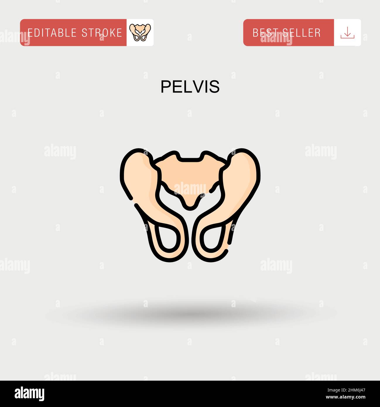 Female pelvis Stock-Vektorgrafiken kaufen - Alamy