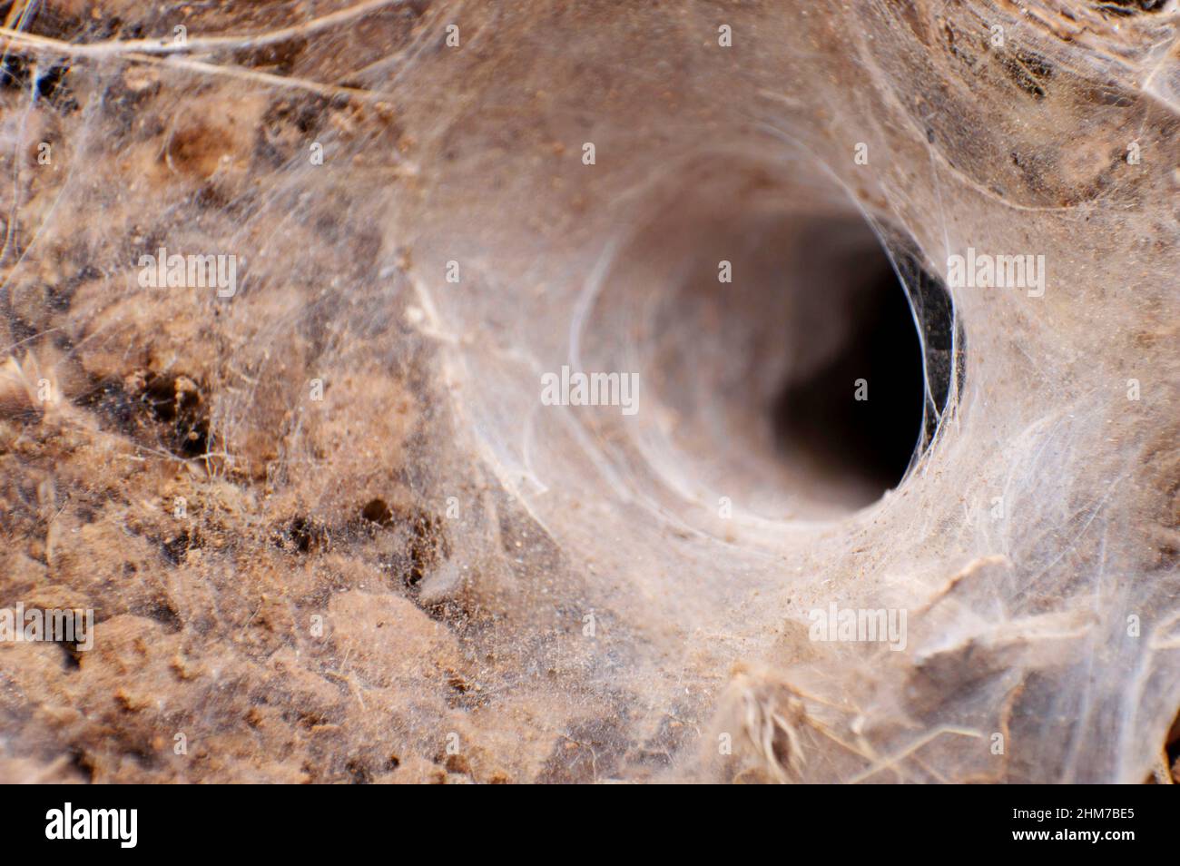 Trichternetz spinne -Fotos und -Bildmaterial in hoher Auflösung – Alamy