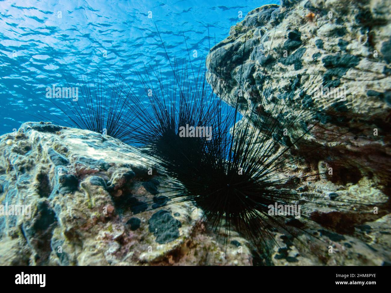 Setosum stacheldornenbengel -Fotos und -Bildmaterial in hoher Auflösung ...