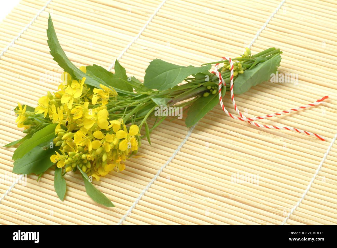 Plant of brassica nigra -Fotos und -Bildmaterial in hoher Auflösung – Alamy