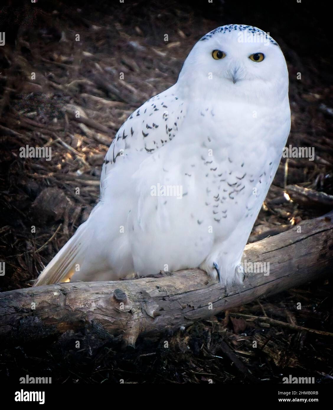 Nasse eule -Fotos und -Bildmaterial in hoher Auflösung – Alamy