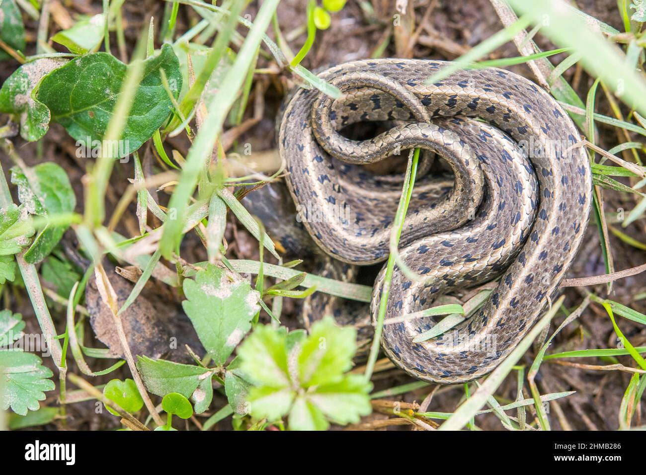 Grasschlange natrix natrix persa -Fotos und -Bildmaterial in hoher ...