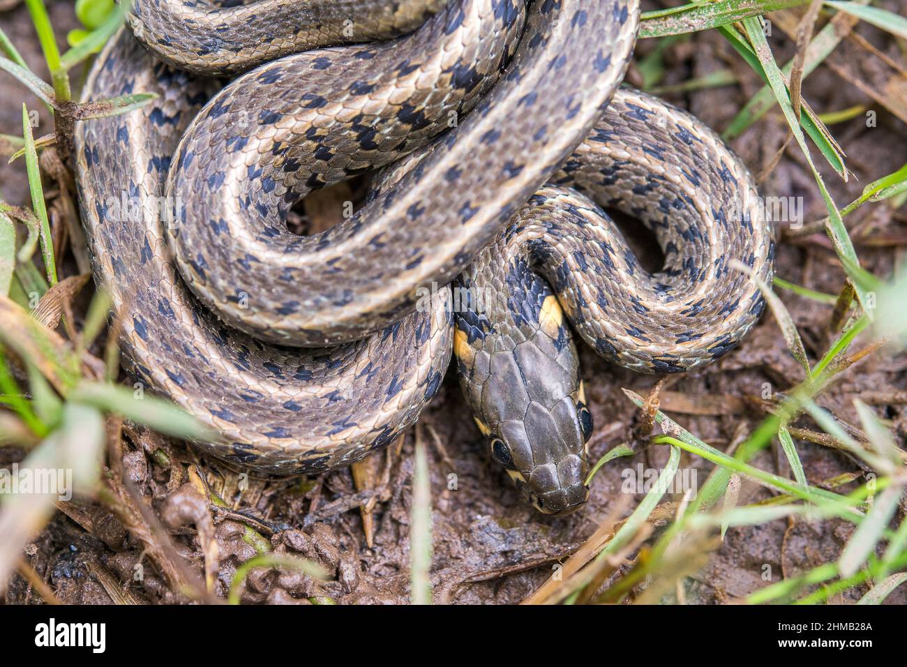 Unterart persa der Grasnatter (Natrix natrix persa Stockfotografie - Alamy