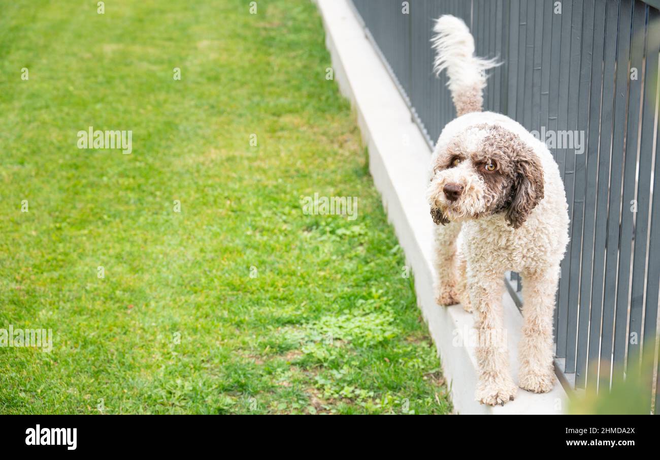 Curly dog -Fotos und -Bildmaterial in hoher Auflösung – Alamy