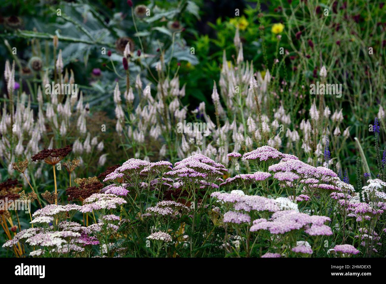 achillea, rosa Schafgarbe, Veronicastrum, Schafgarbe und Veronicastrum ...