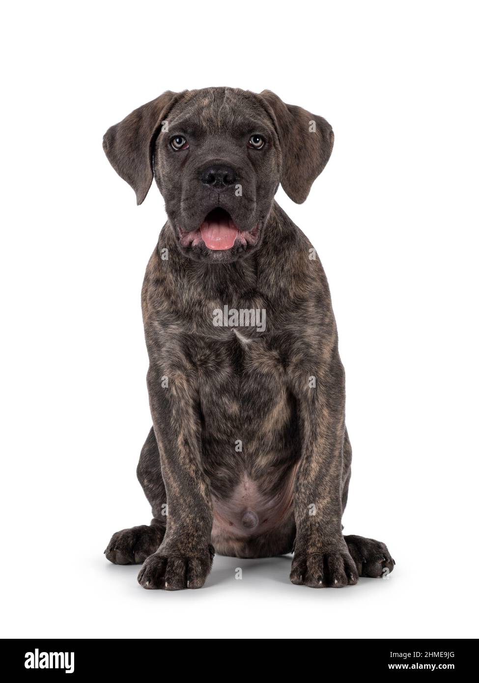 Niedlicher brindling Cane Corso Hund Welpe, sitzt nach vorne. Blick mit ...