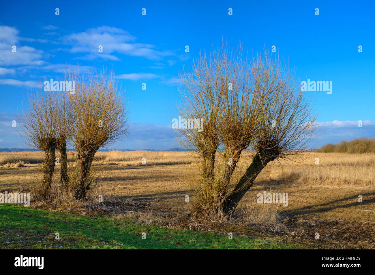 Die weiden im winter -Fotos und -Bildmaterial in hoher Auflösung – Alamy