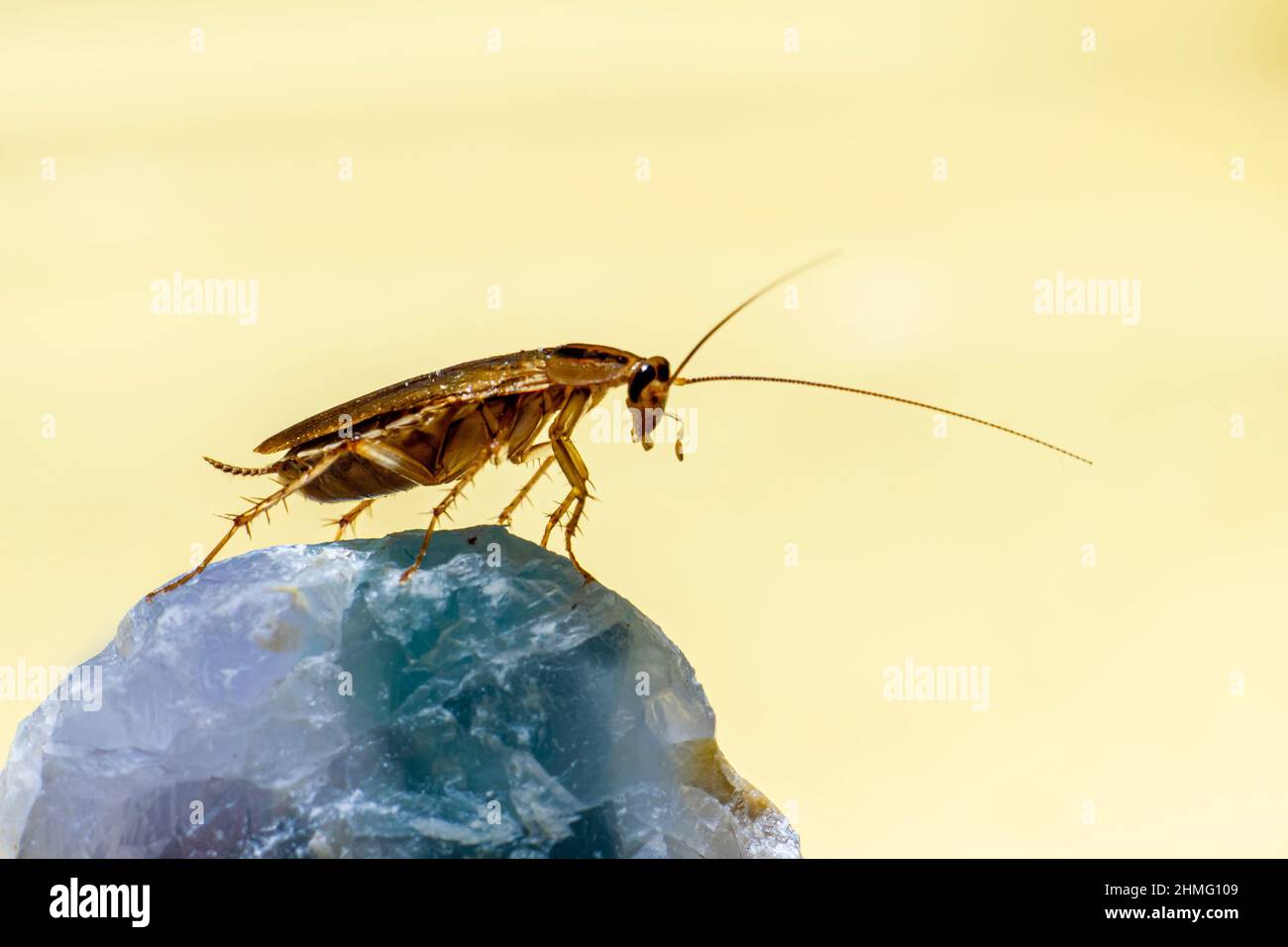 Deutsche schabe blattella germanica -Fotos und -Bildmaterial in hoher ...