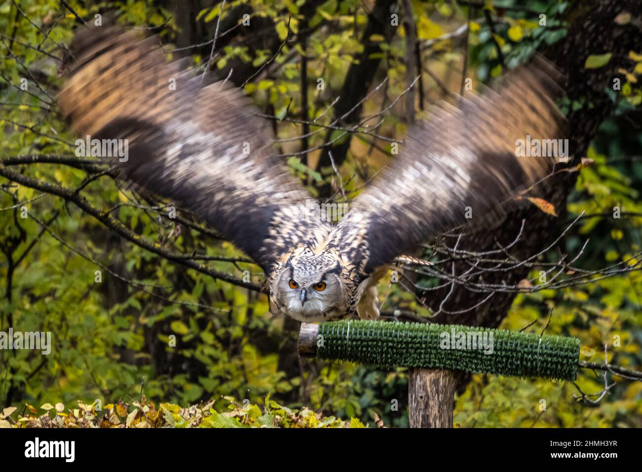 Der Uhu, Bubo bubo ist eine Pflanzenart aus der Gattung der Uhu in ...
