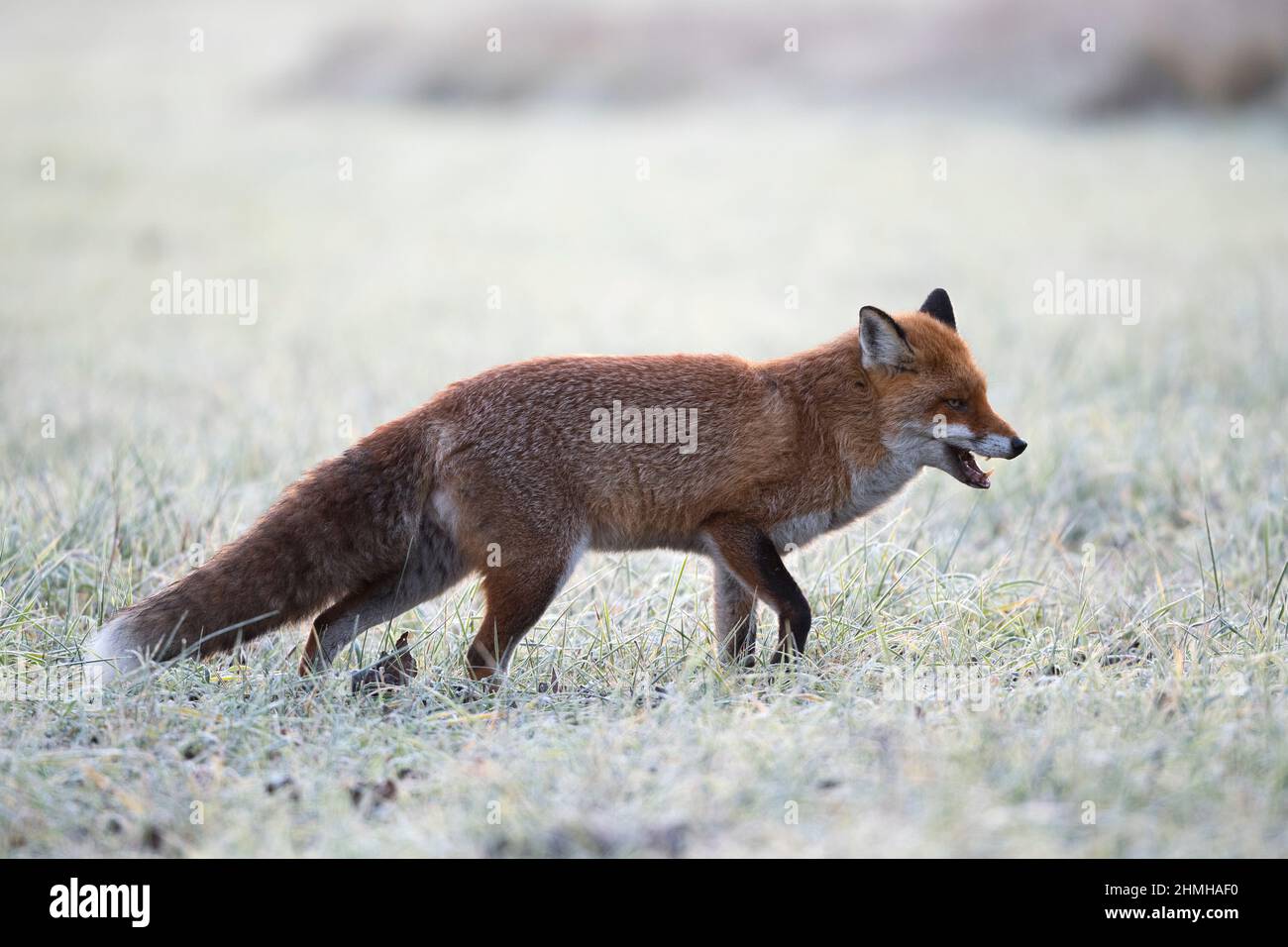 Rotfuchs auf einer heifrostbedeckten Wiese, Vulpes vulpes, Winter ...