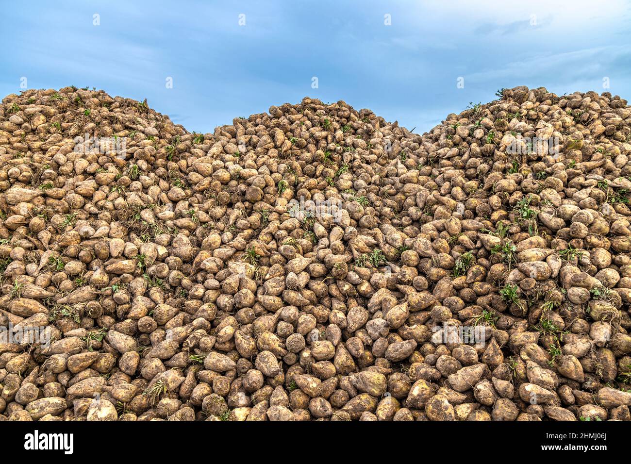 Sugar industry -Fotos und -Bildmaterial in hoher Auflösung – Alamy