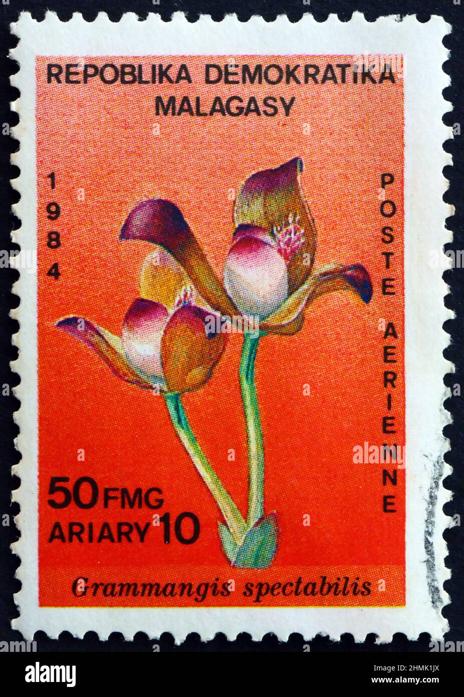 Grammangis spectabilis -Fotos und -Bildmaterial in hoher Auflösung – Alamy