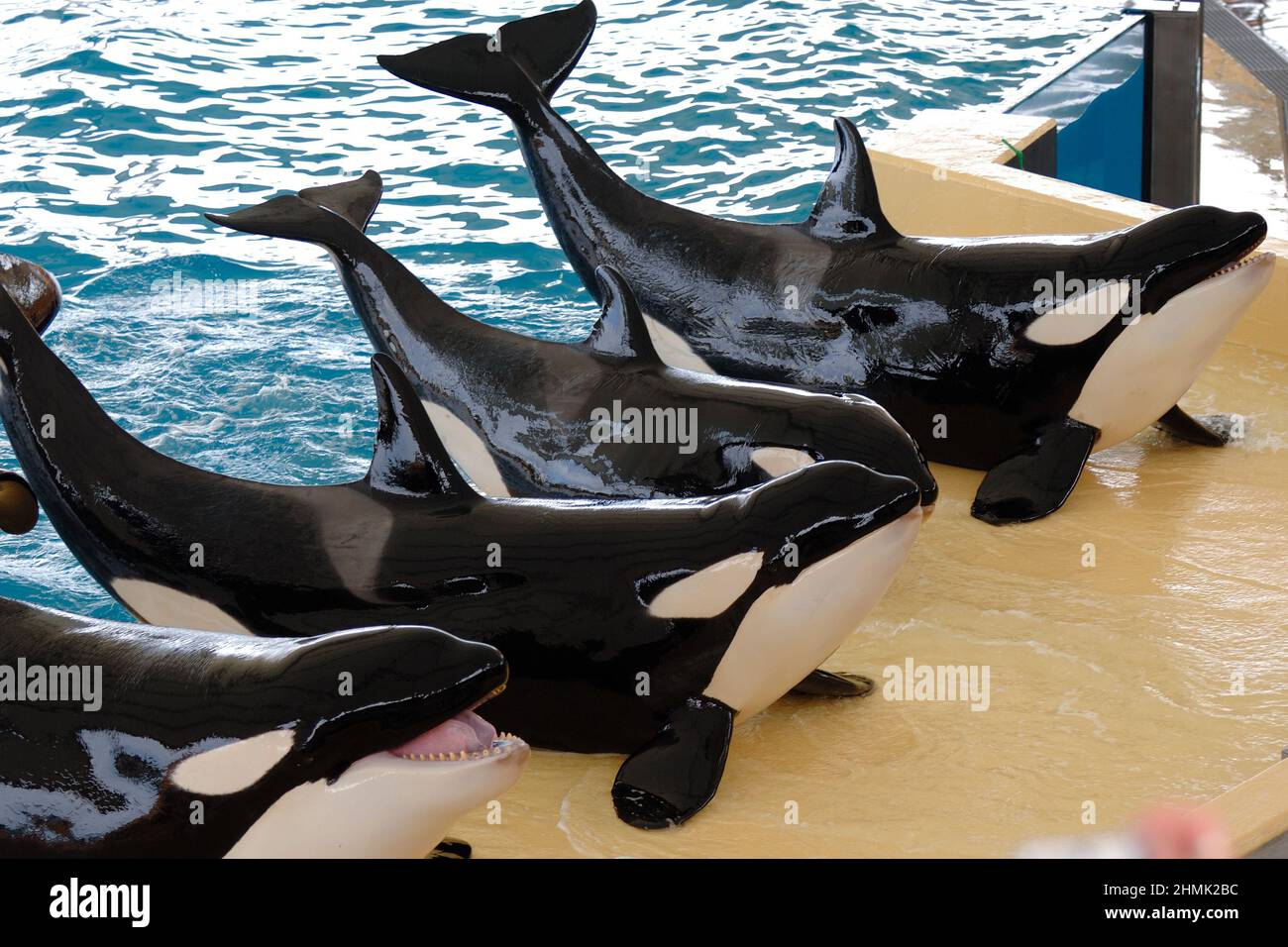 Killer whale swimming in pool Stockfotos und -bilder Kaufen - Alamy