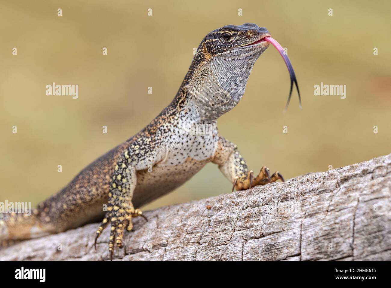 Goulds monitor varanus gouldii -Fotos und -Bildmaterial in hoher ...