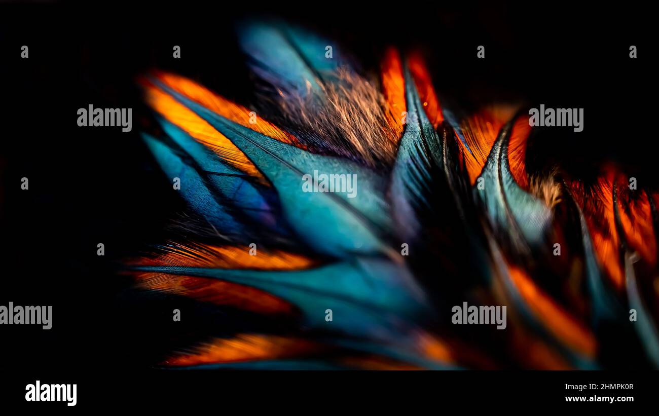 Roter feuer hahn -Fotos und -Bildmaterial in hoher Auflösung – Alamy