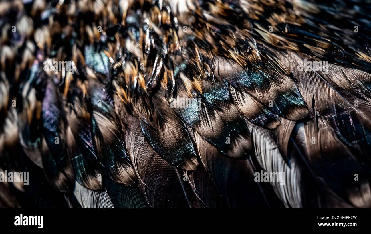 Roter feuer hahn -Fotos und -Bildmaterial in hoher Auflösung – Alamy