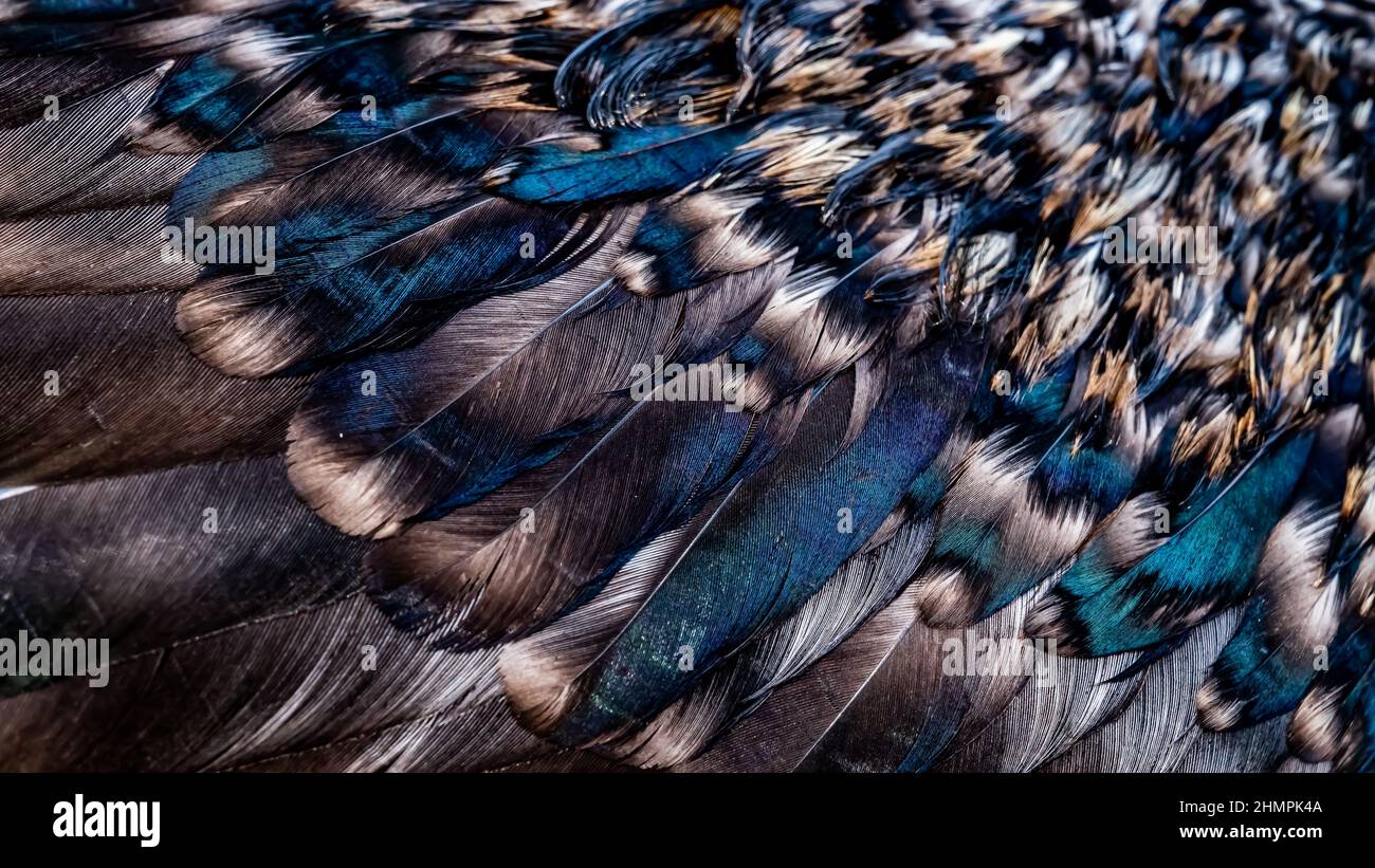 Roter feuer hahn -Fotos und -Bildmaterial in hoher Auflösung – Alamy