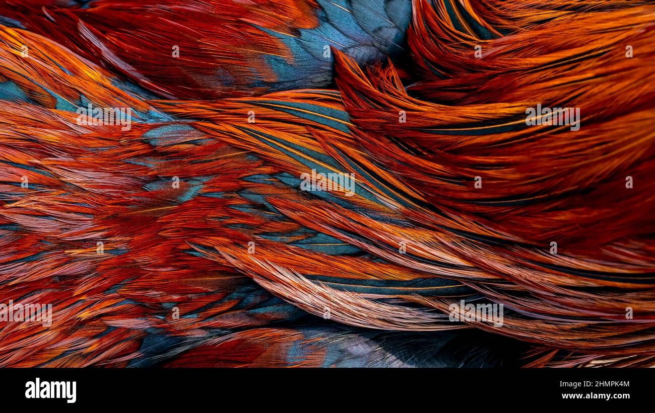 Roter feuer hahn -Fotos und -Bildmaterial in hoher Auflösung – Alamy