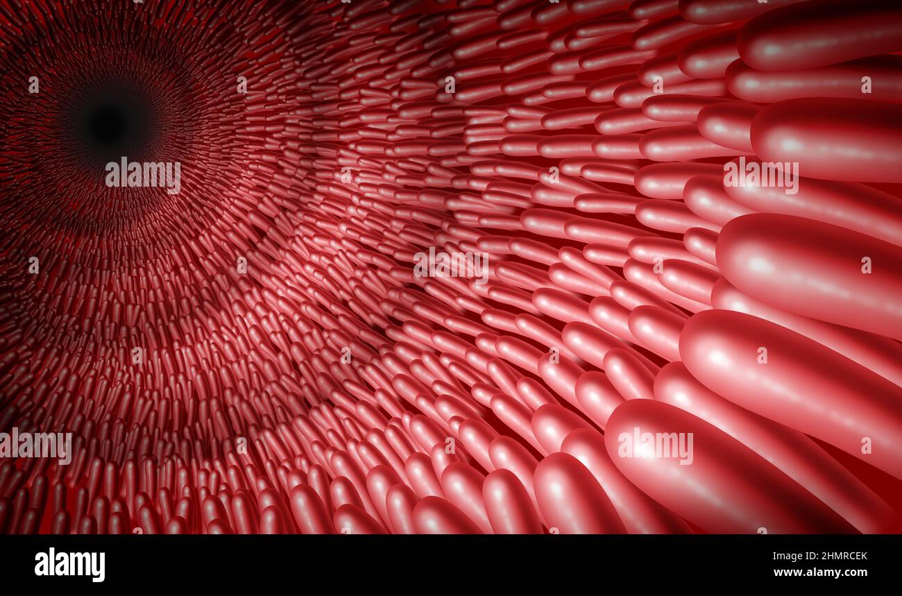 Magen darm -Fotos und -Bildmaterial in hoher Auflösung – Alamy