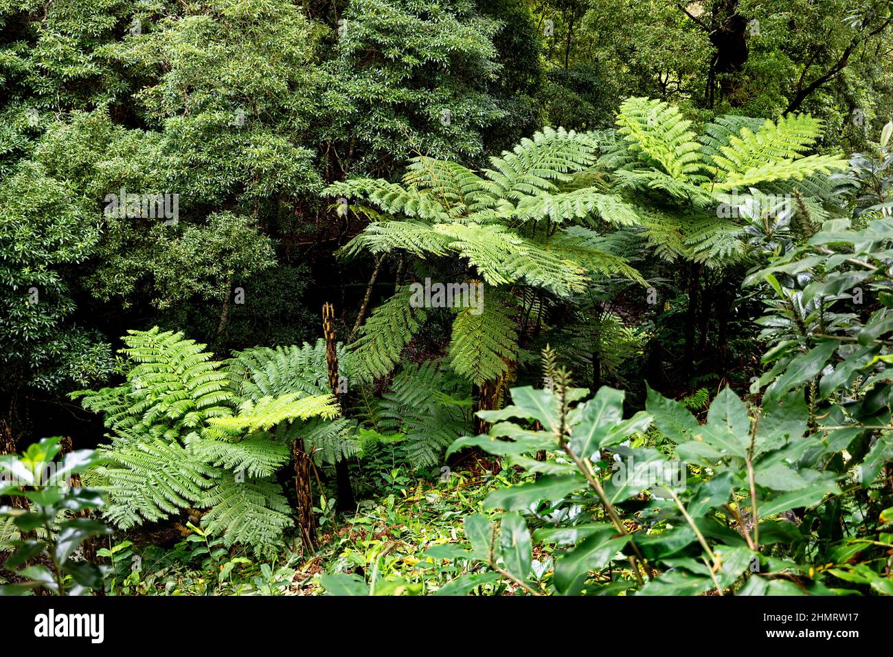 Azoren immergrünen wald -Fotos und -Bildmaterial in hoher Auflösung – Alamy